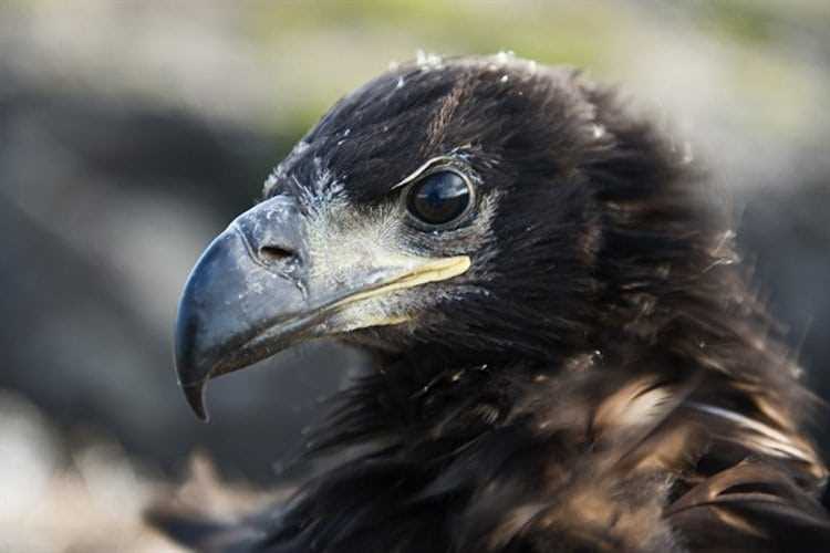 The White-Tailed Eagle Centre – Icelandic Times