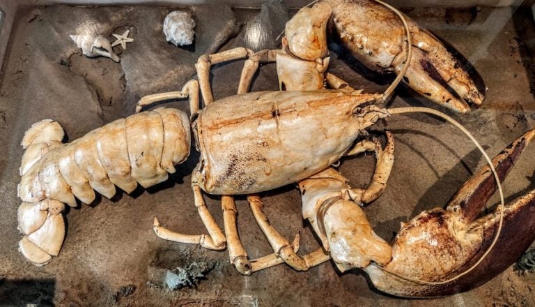 The biggest lobster in ever - Icelandic Times